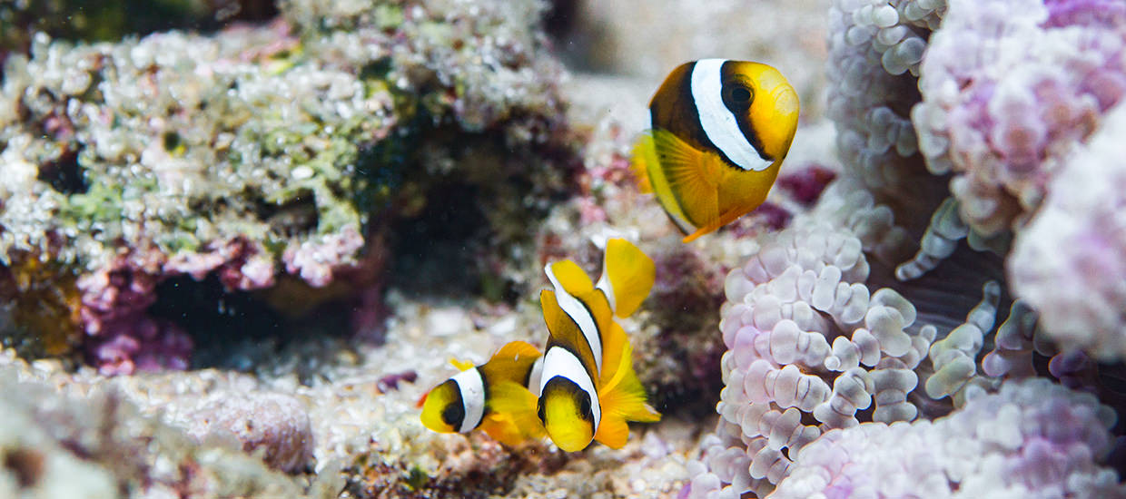 Poseidon Diving Sri Lanka PADI Five Star Dive Centre Hikkaduwa & Trinco