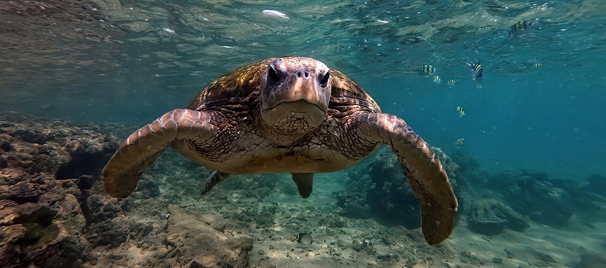 Poseidon Diving Sri Lanka PADI Five Star Dive Centre Hikkaduwa & Trinco